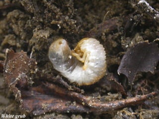 Biological control of white grubs | PPT