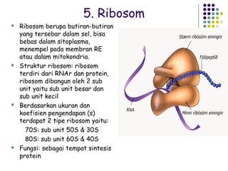 Biologi sel | PPT