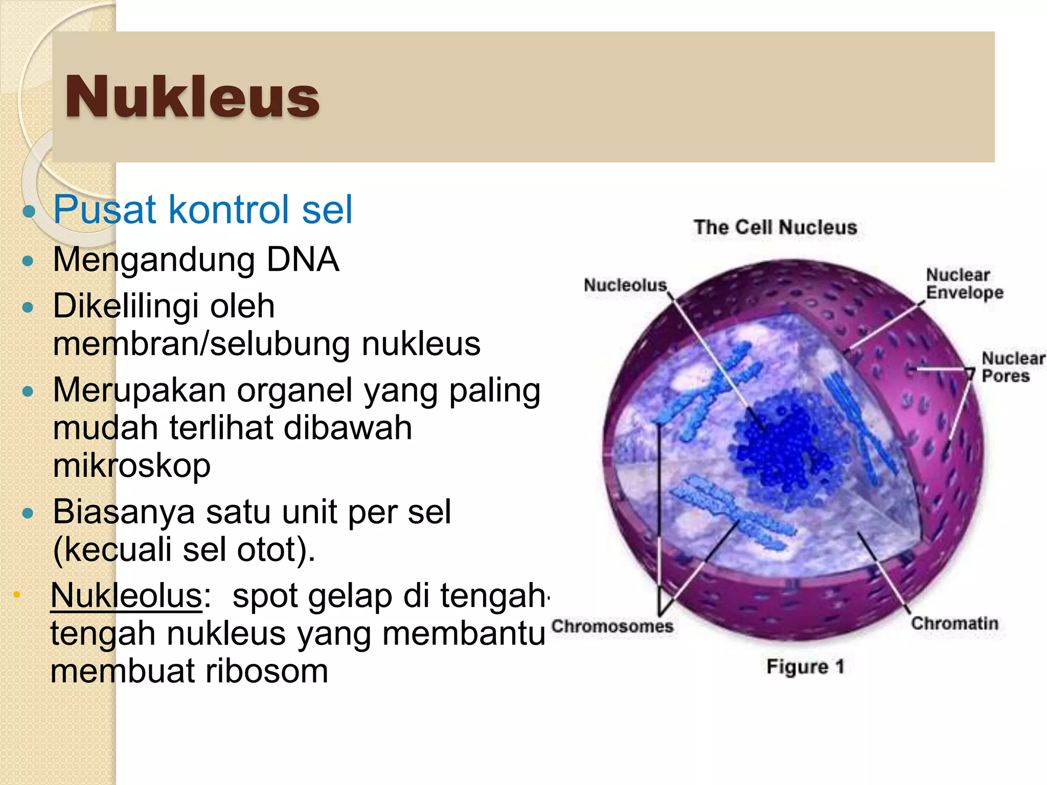 Biologi sel | PPTX