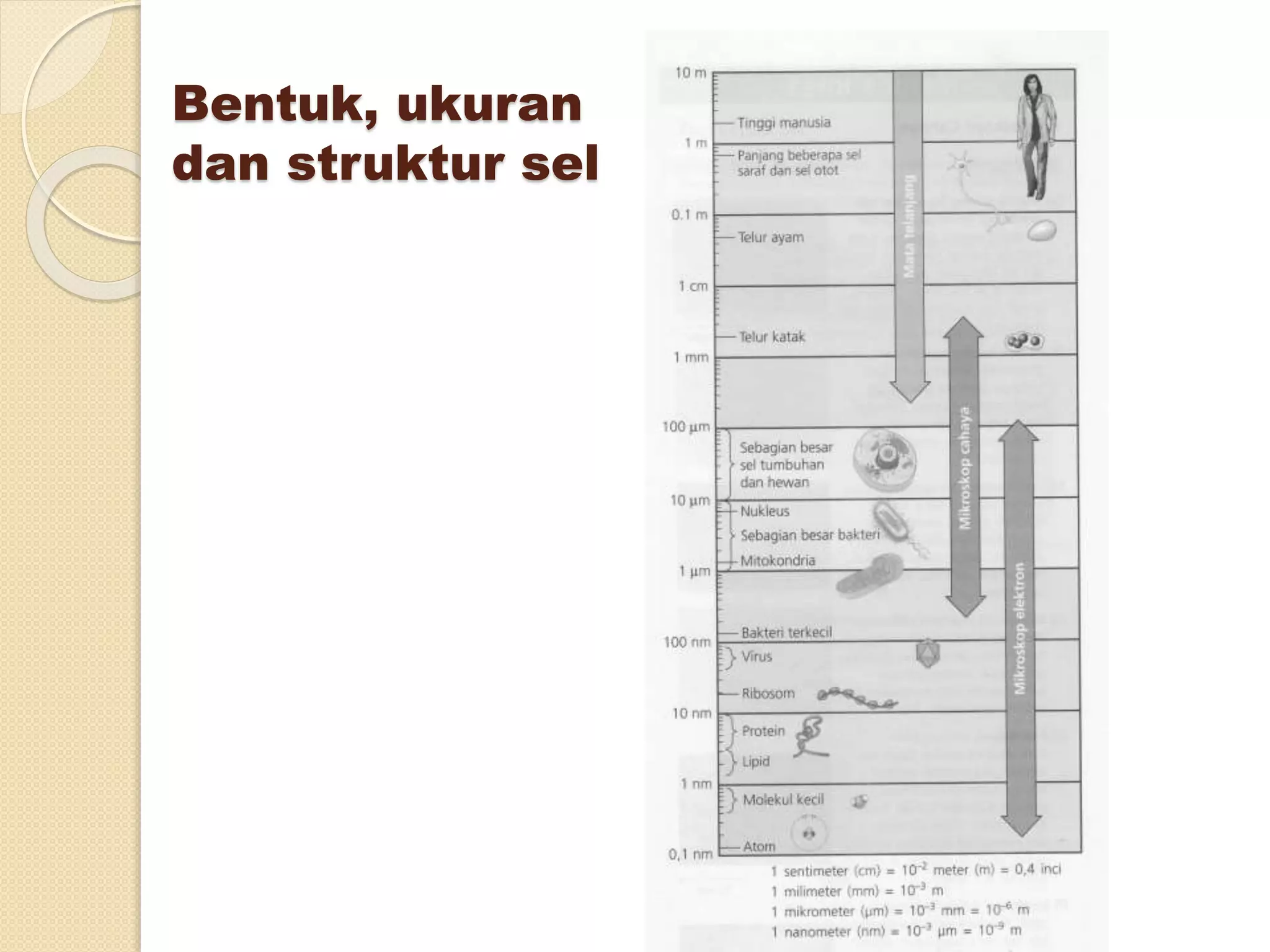 Biologi sel | PPTX