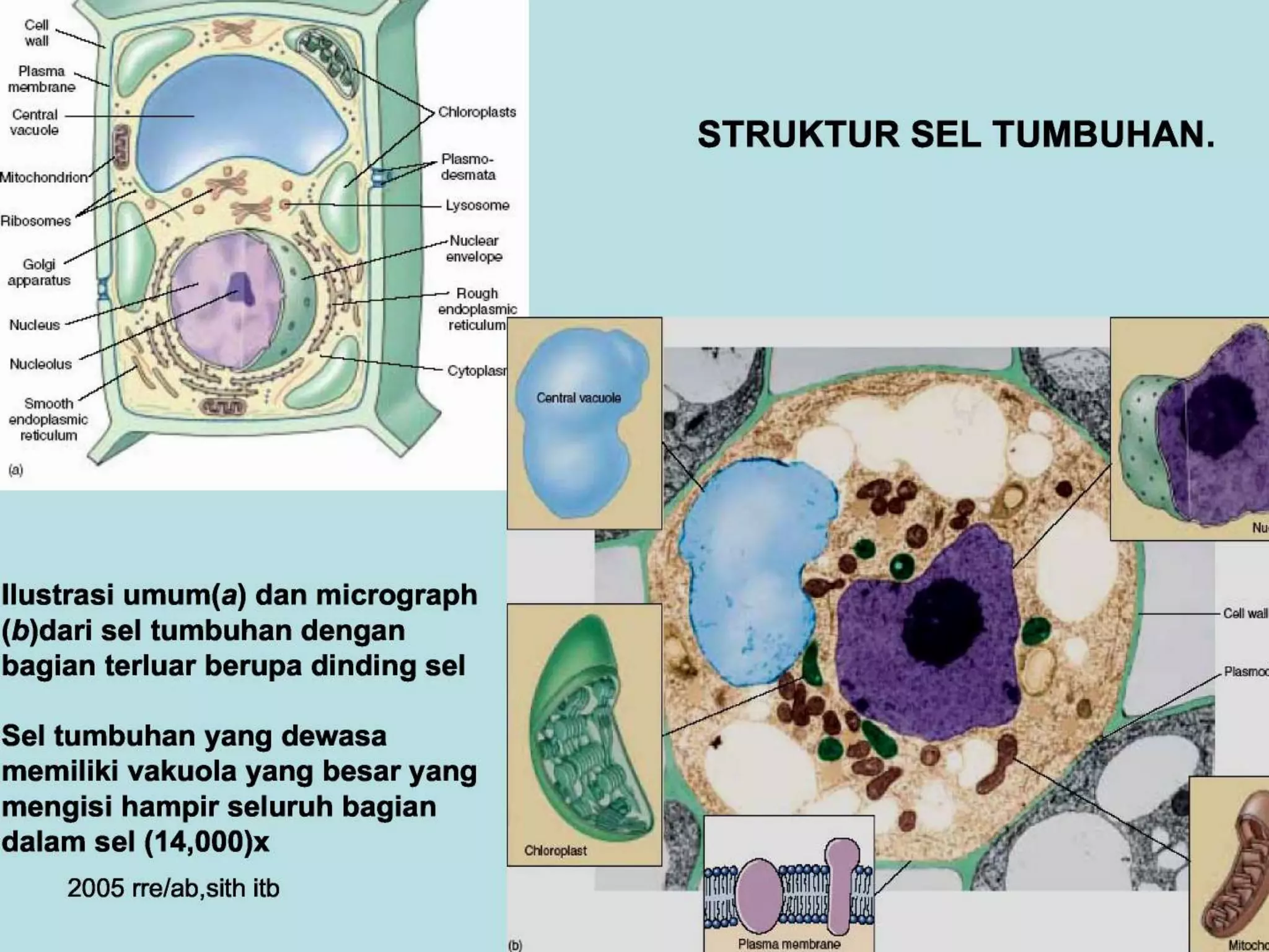 Biologi Sel.pptx