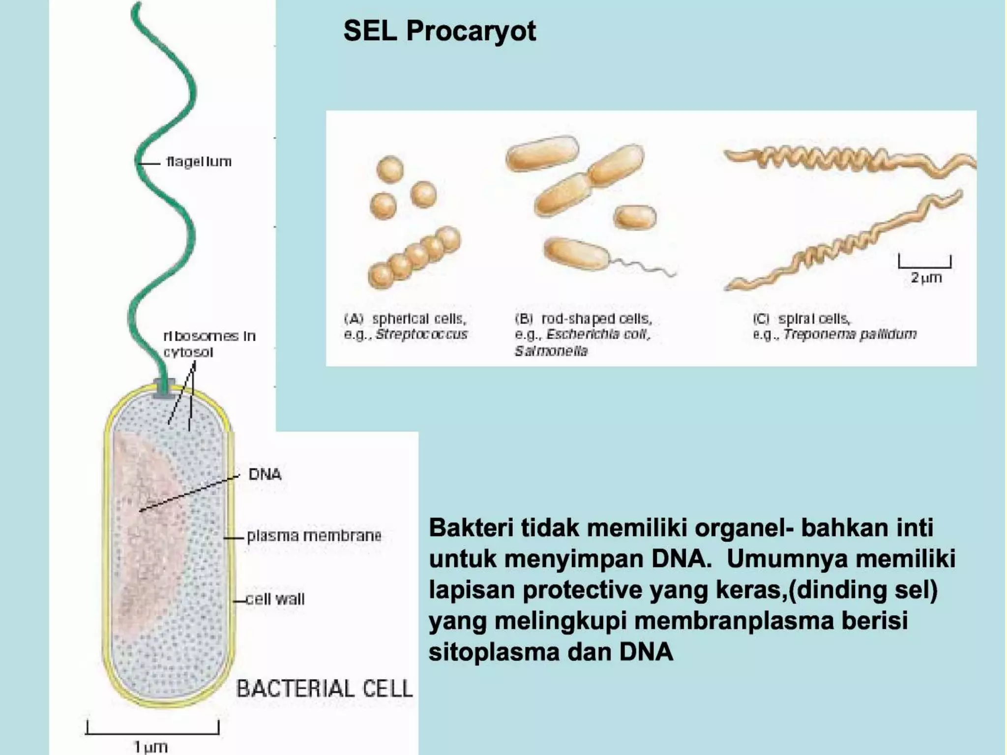 Biologi Sel.pptx