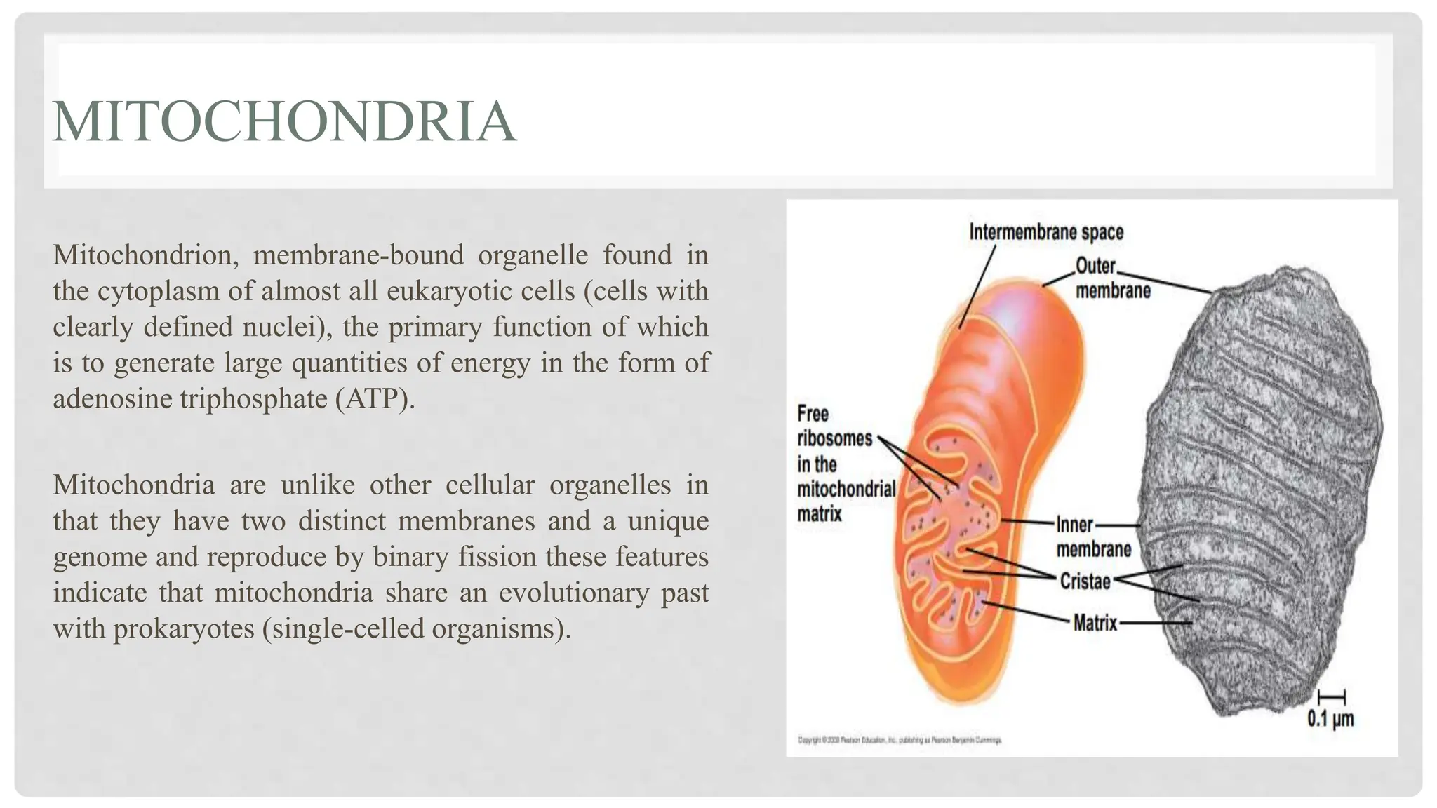 BIOLOGI SEL (Structure and Function).pptx