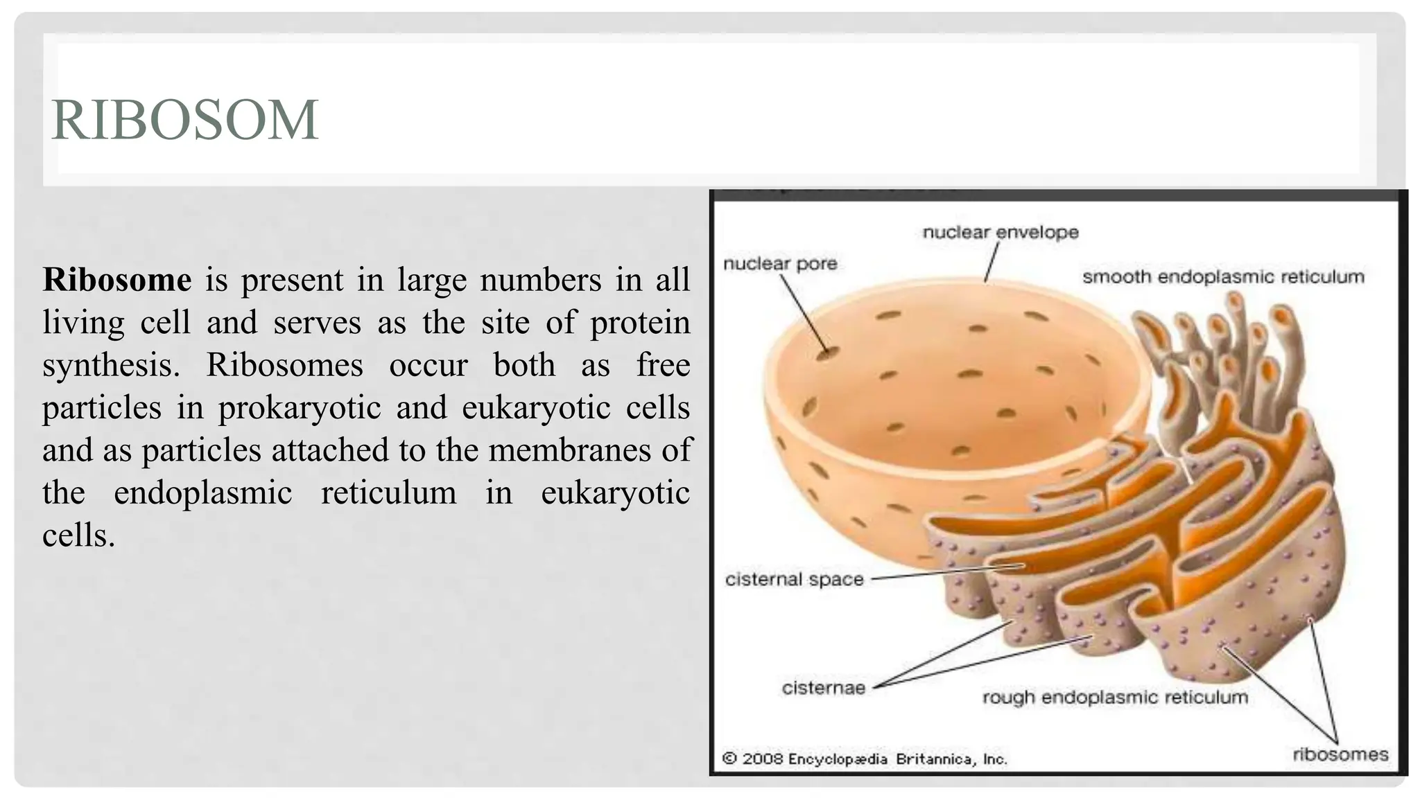 BIOLOGI SEL (Structure and Function).pptx