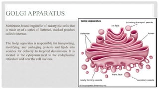 BIOLOGI SEL (Structure and Function).pptx