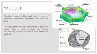 BIOLOGI SEL (Structure and Function).pptx