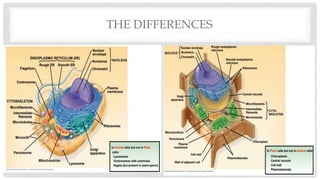 BIOLOGI SEL (Structure and Function).pptx