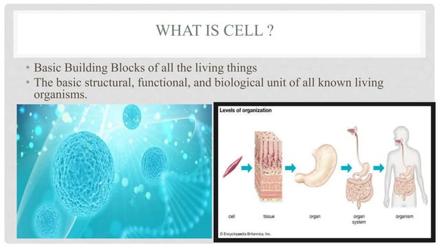 BIOLOGI SEL (Structure and Function).pptx