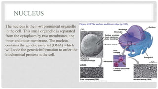 BIOLOGI SEL (Structure and Function).pptx