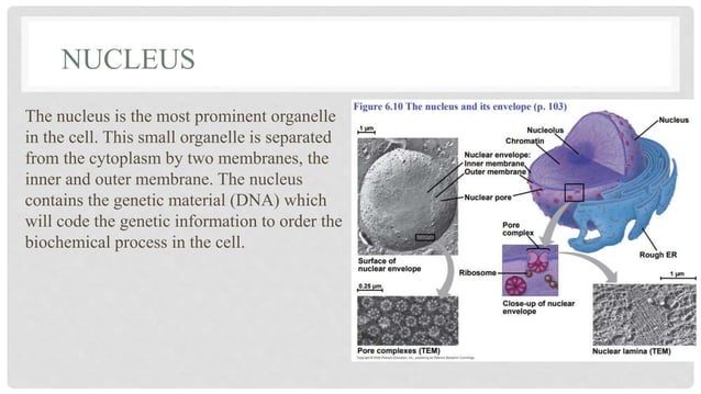 BIOLOGI SEL (Structure and Function).pptx