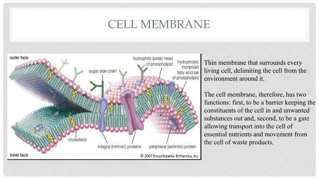 BIOLOGI SEL (Structure and Function).pptx