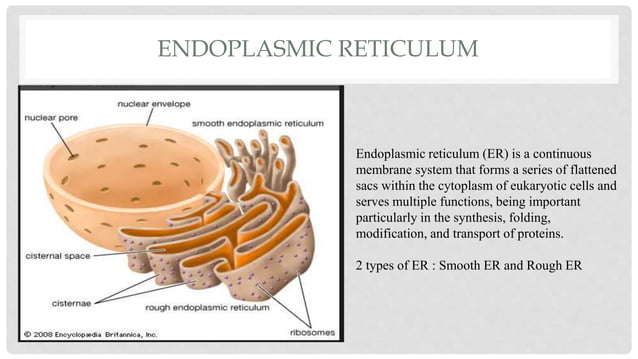 BIOLOGI SEL (Structure and Function).pptx