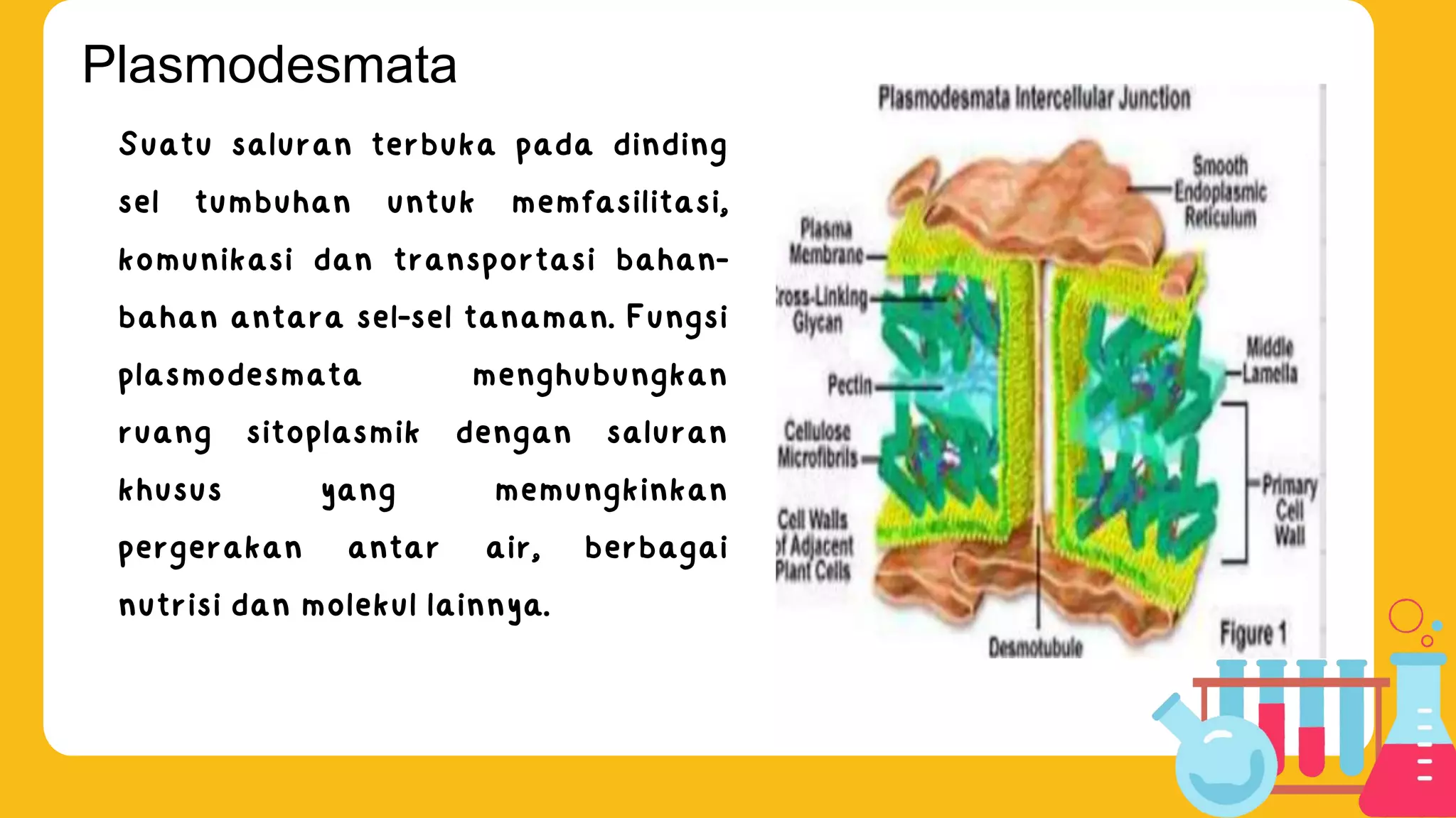 Biologi Sel_Kelompok 2_5J. ppt.pptx