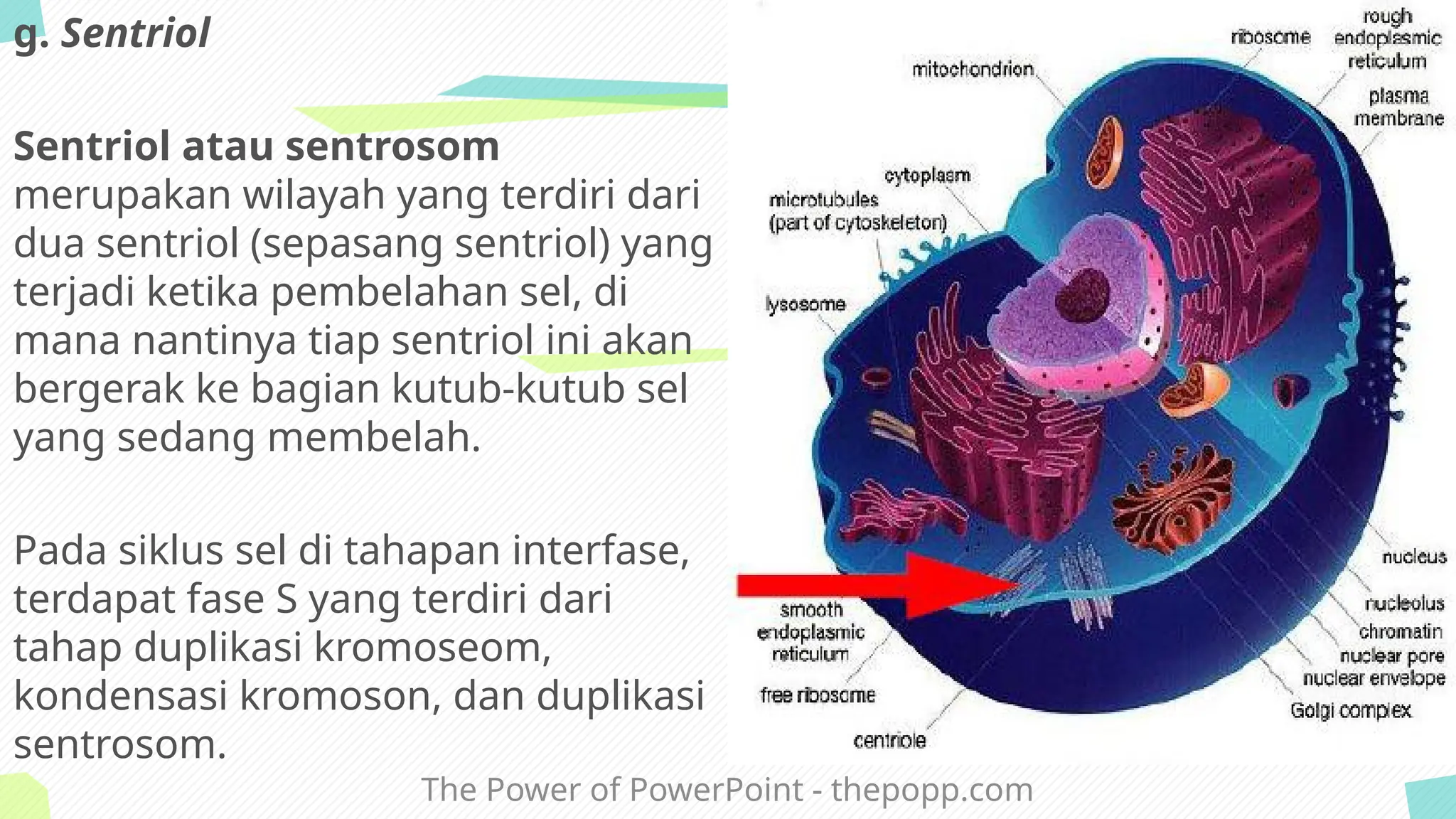 BIOLOGI SELL.pptx pada manusia.......... | PPTX
