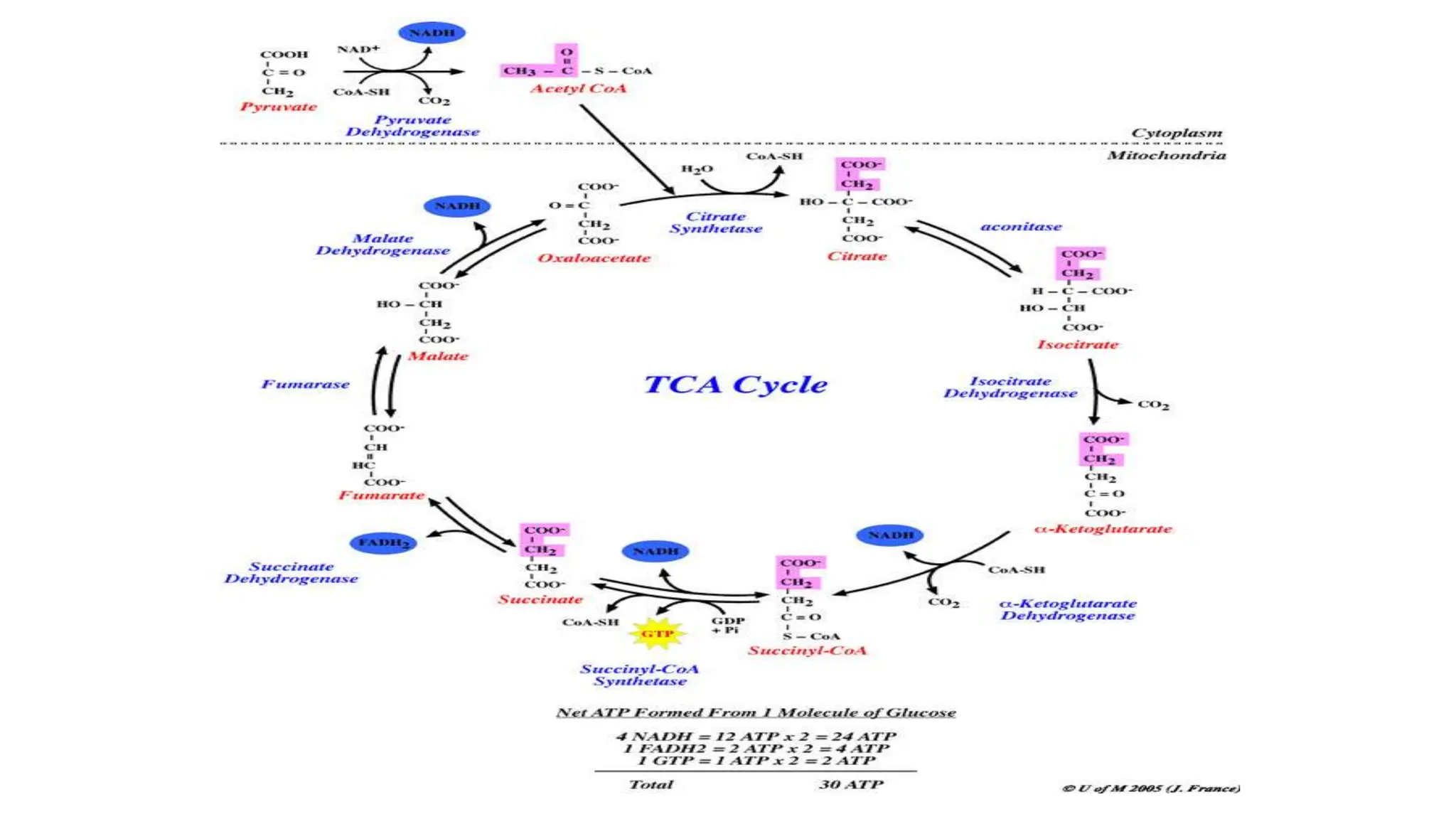 Biologi sel Pertemuan ke 10 power point biokimia | PPTX