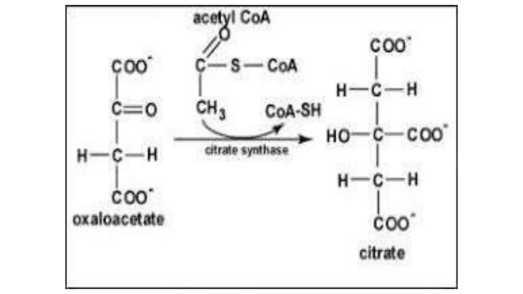 Biologi sel Pertemuan ke 10 power point biokimia | PPTX
