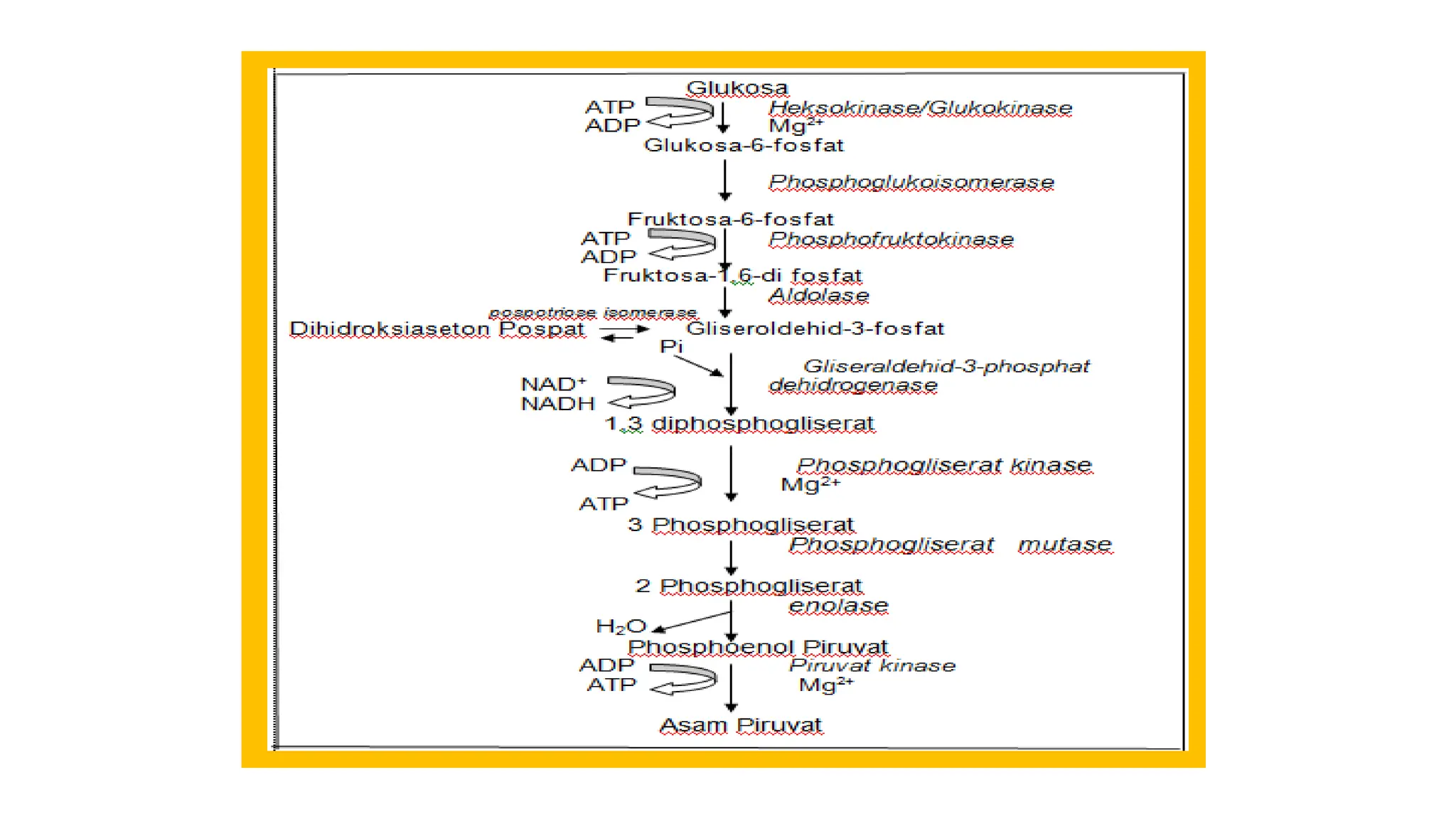 Biologi sel Pertemuan ke 10 power point biokimia | PPTX
