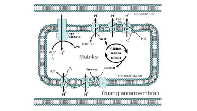 Biologi sel Pertemuan ke 10 power point biokimia | PPTX
