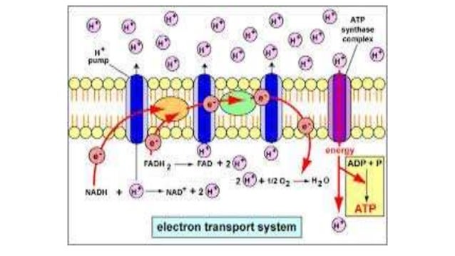 Biologi sel Pertemuan ke 10 power point biokimia | PPTX
