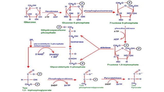 Biologi sel Pertemuan ke 10 power point biokimia | PPTX