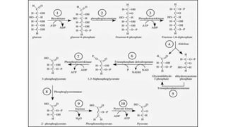 Biologi sel Pertemuan ke 10 power point biokimia | PPTX