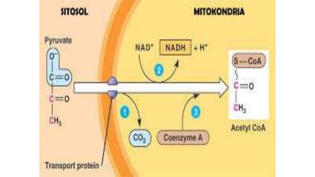 Biologi sel Pertemuan ke 10 power point biokimia | PPTX