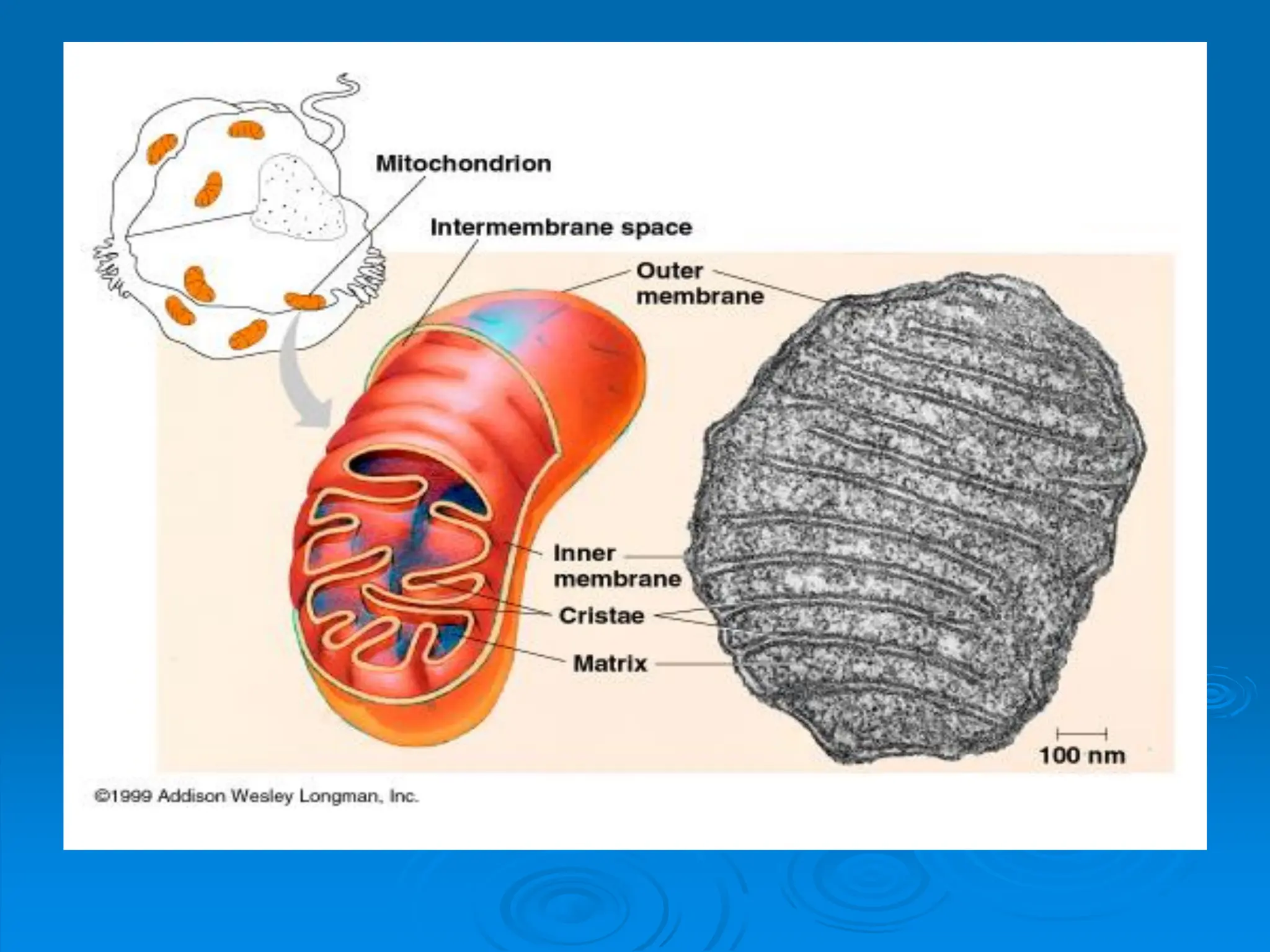 BIOLOGI_SEL_PPT[2] - Read-Only - Compatibility Mode.pdf
