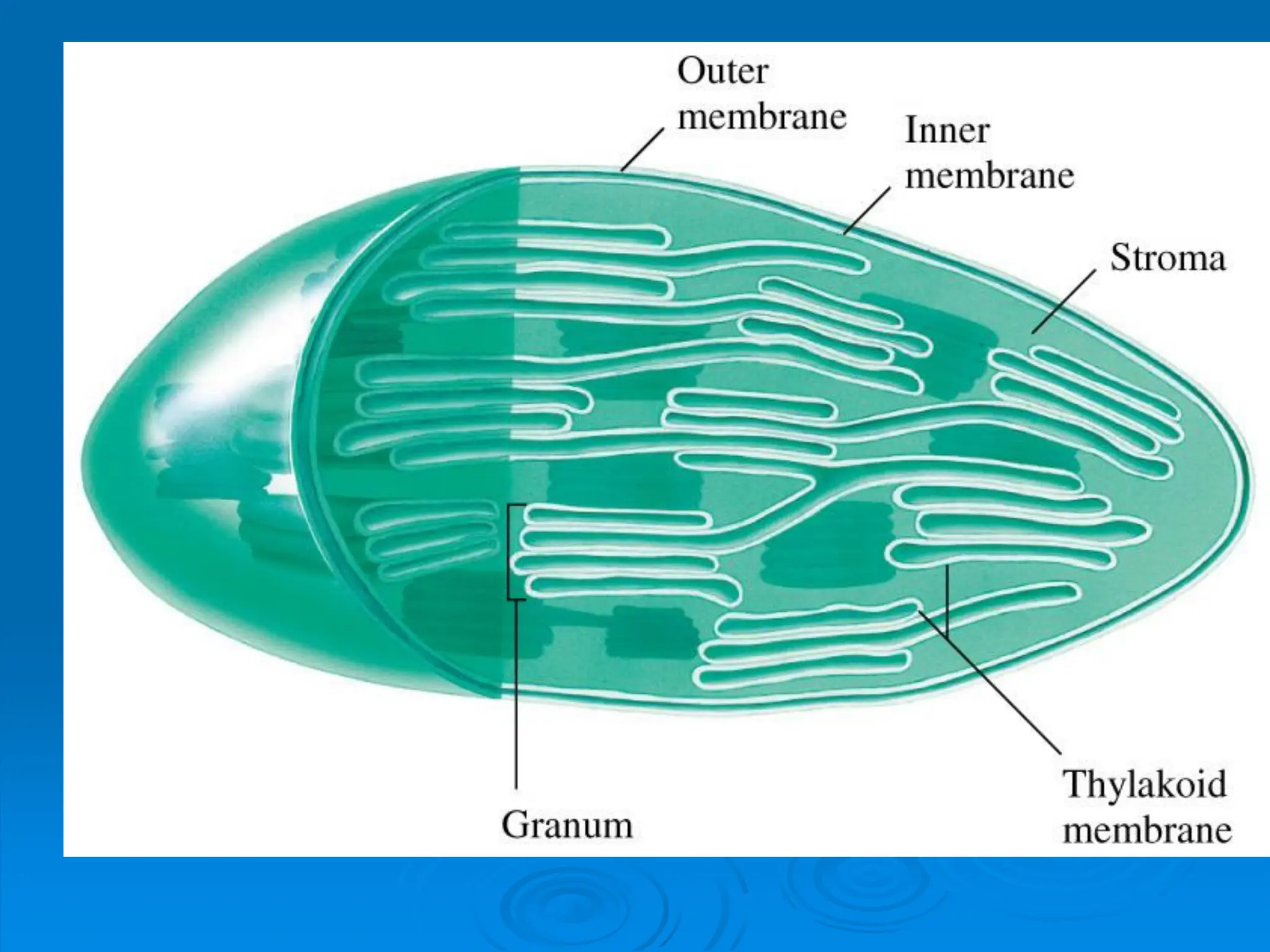 BIOLOGI_SEL_PPT[2] - Read-Only - Compatibility Mode.pdf