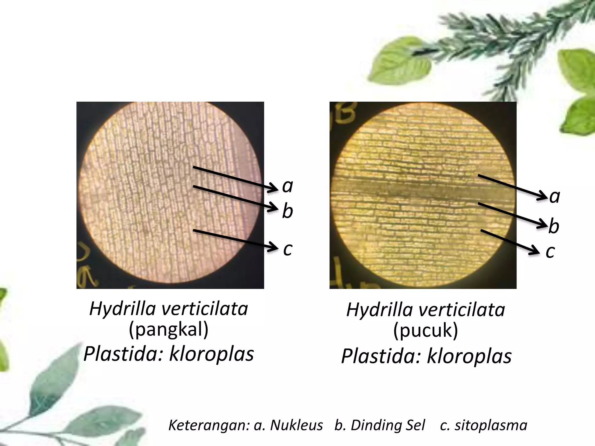 Biologi Sel_Protoplasmik Sel.pptx