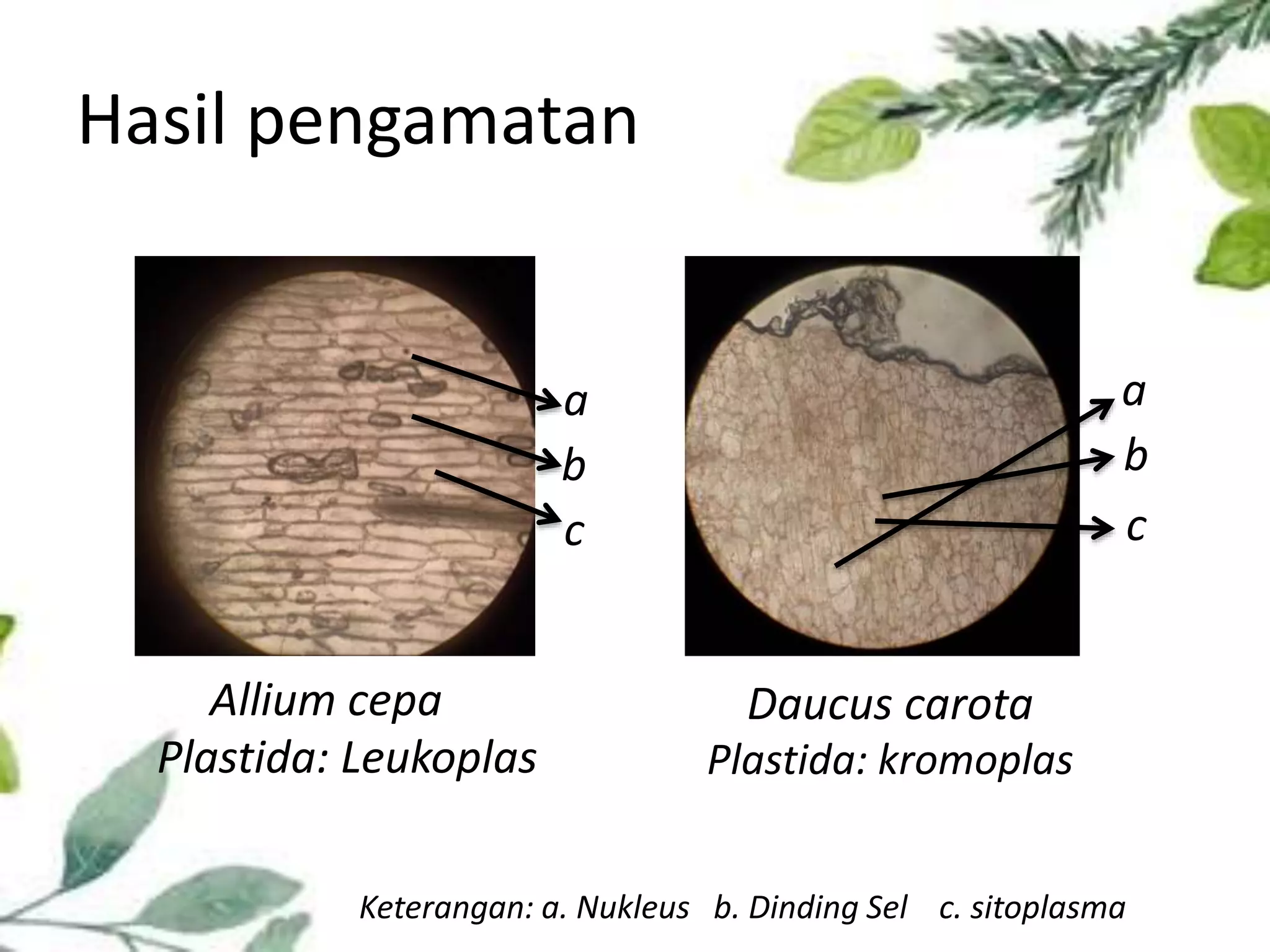 Biologi Sel_Protoplasmik Sel.pptx