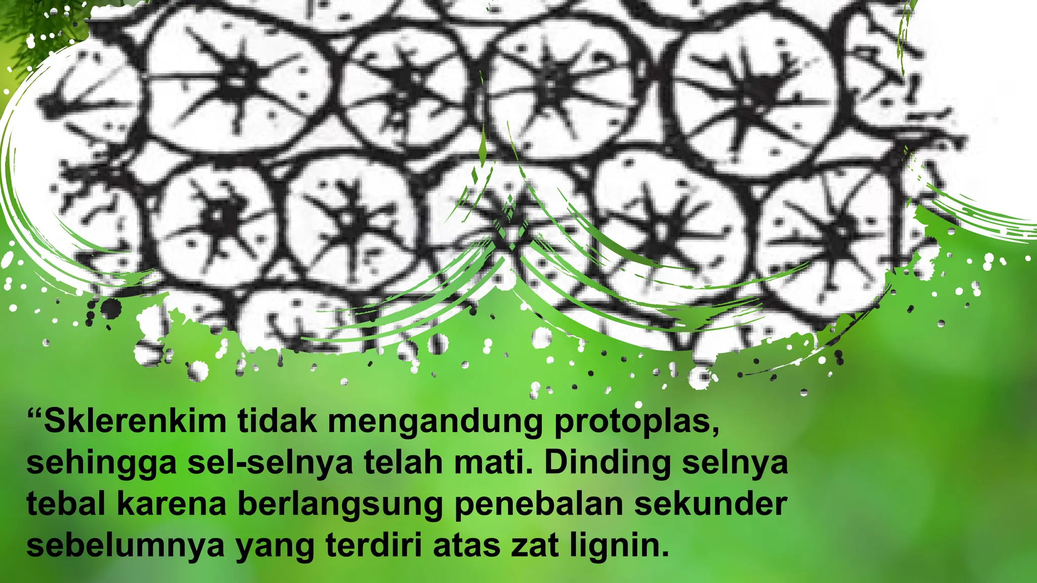 BIOLOGI JARINGAN PENGUAT PADA TUMBUHAN.pptx