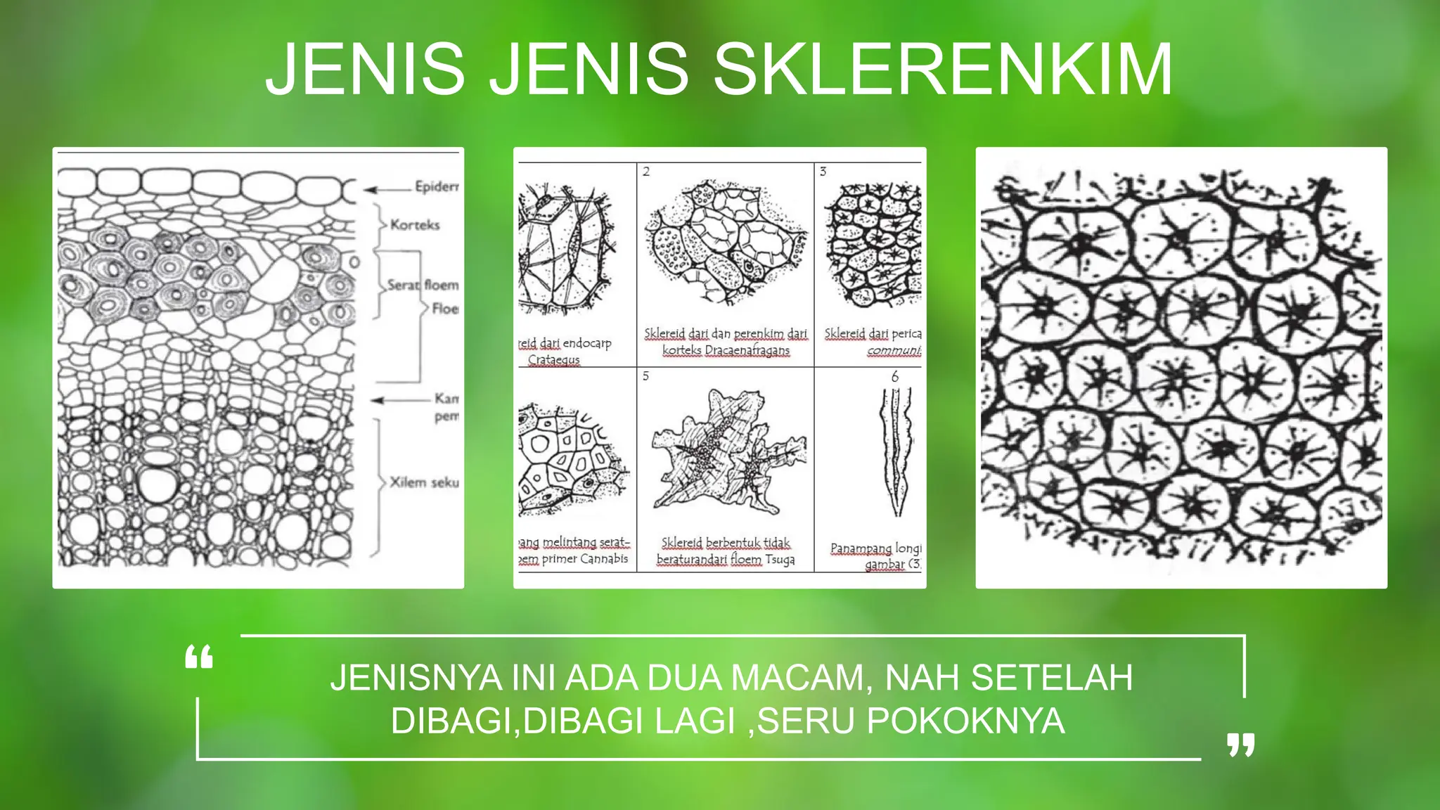 BIOLOGI JARINGAN PENGUAT PADA TUMBUHAN.pptx