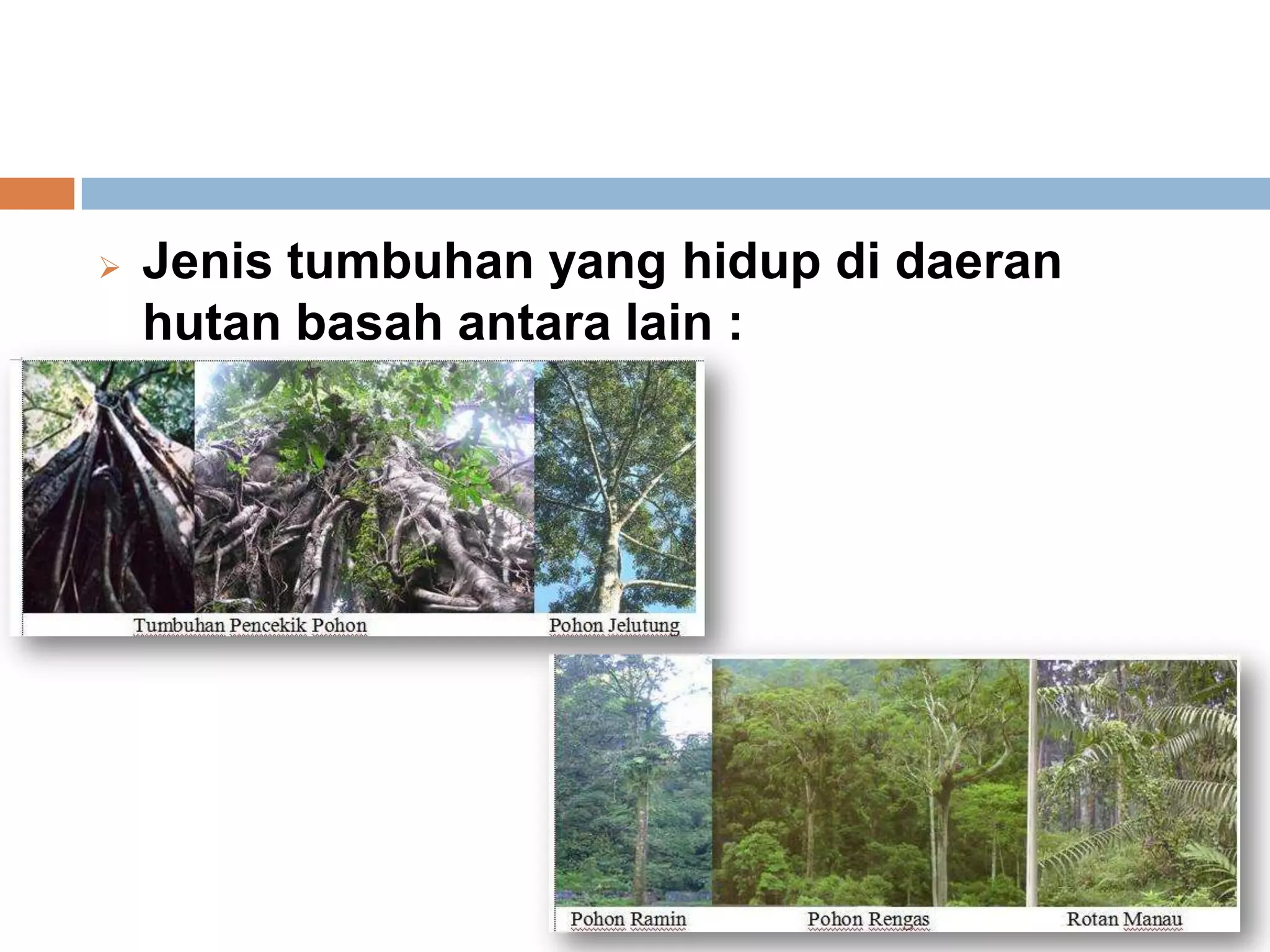 Biologi – siklus karbon, bioma hutan basah | PPTX