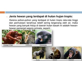 Biologi – siklus karbon, bioma hutan basah | PPTX