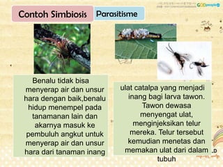 Interaksi Organisme_simbiosis | PPTX
