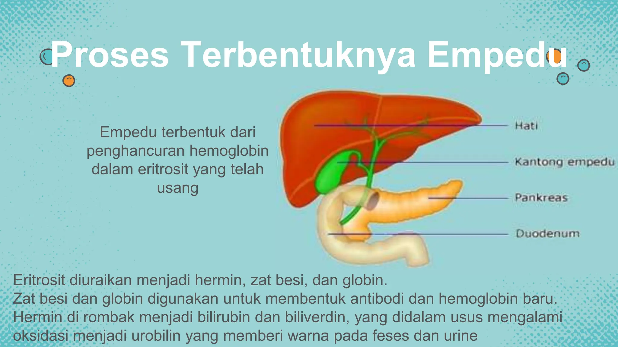 Biologi Sistem Ekskresi + Hemodialisis.pptx