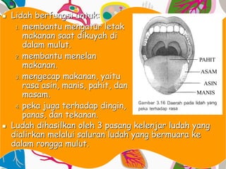 Biologi sistem pencernaan | PPTX