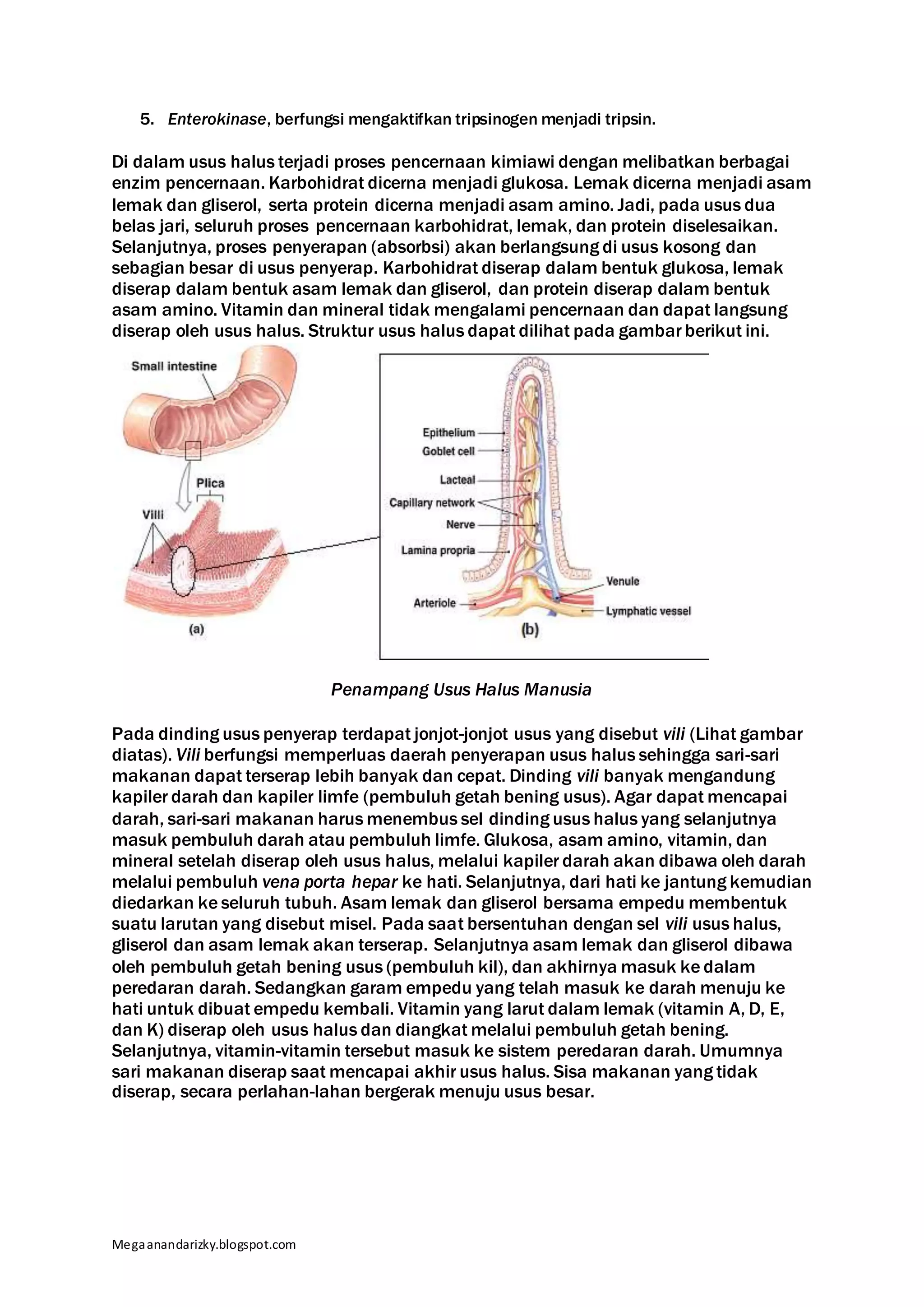 sistem pencernaan pada manusia (biologi) | DOCX