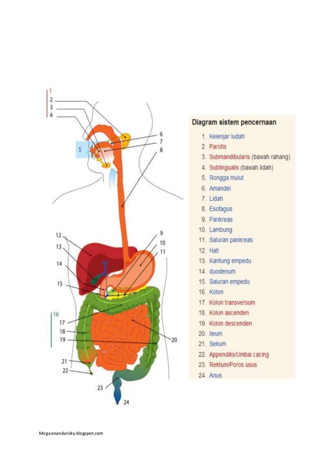 sistem pencernaan pada manusia (biologi) | DOCX