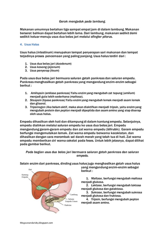 sistem pencernaan pada manusia (biologi) | DOCX