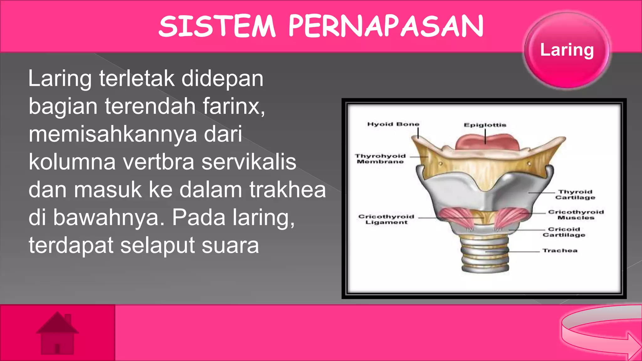 Biologi (Sistem Pernafasan) kelas XI | PPTX