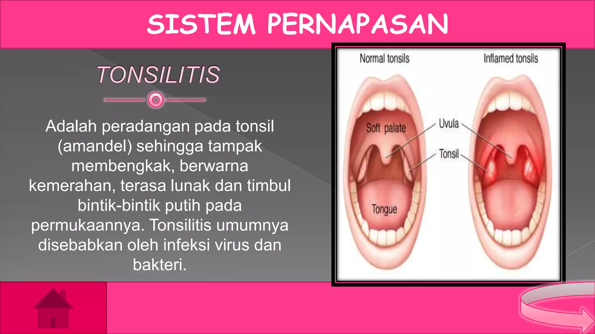 Biologi (Sistem Pernafasan) kelas XI | PPTX