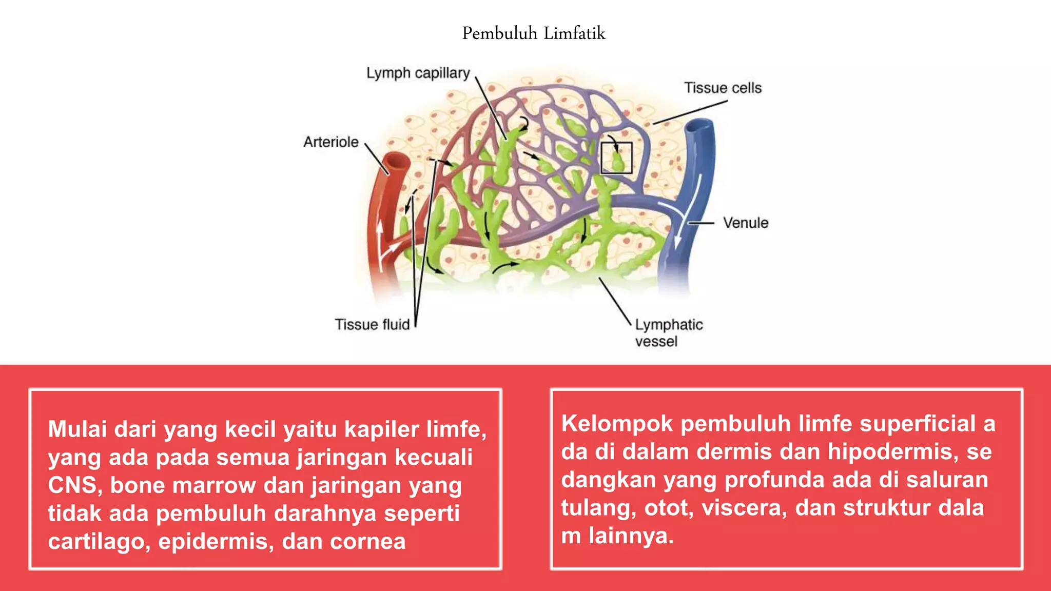Biologi Sistem Sirkulasi Manusia Kelas 11 | PPTX
