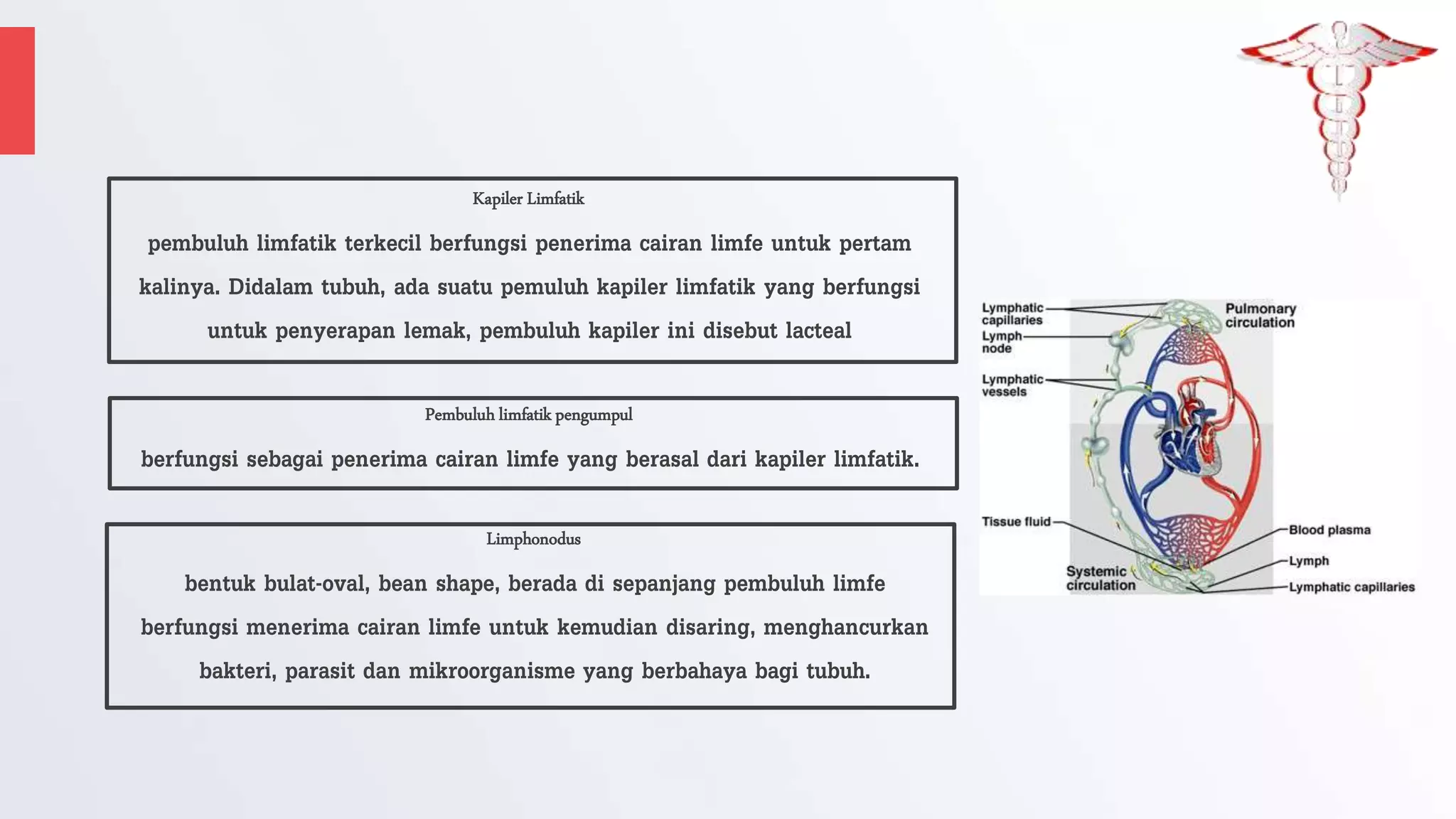 Biologi Sistem Sirkulasi Manusia Kelas 11 | PPTX