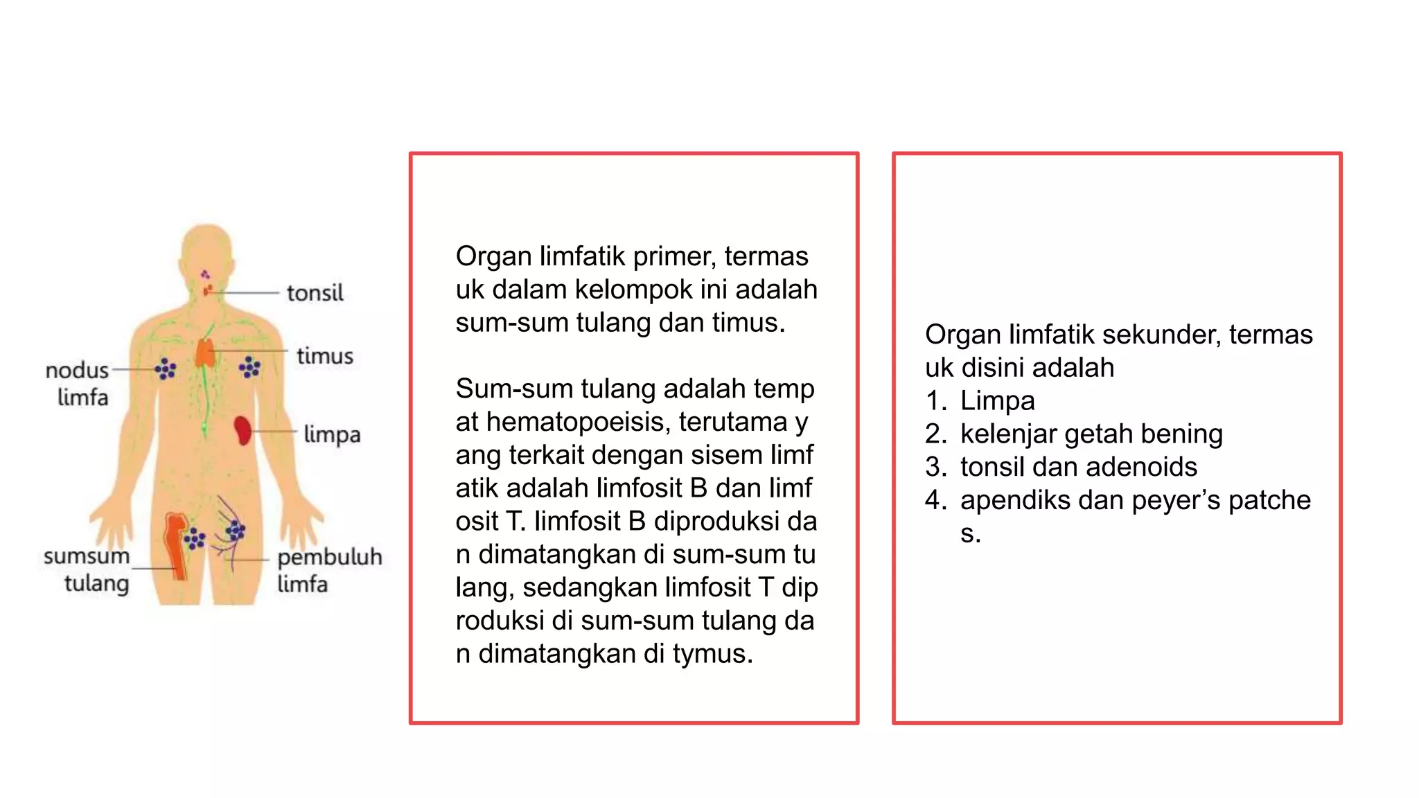 Biologi Sistem Sirkulasi Manusia Kelas 11 | PPTX