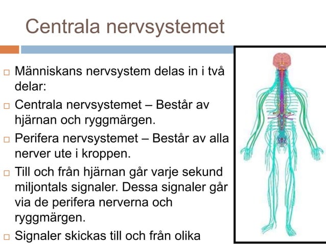 Biologiska perspektivet | PPT