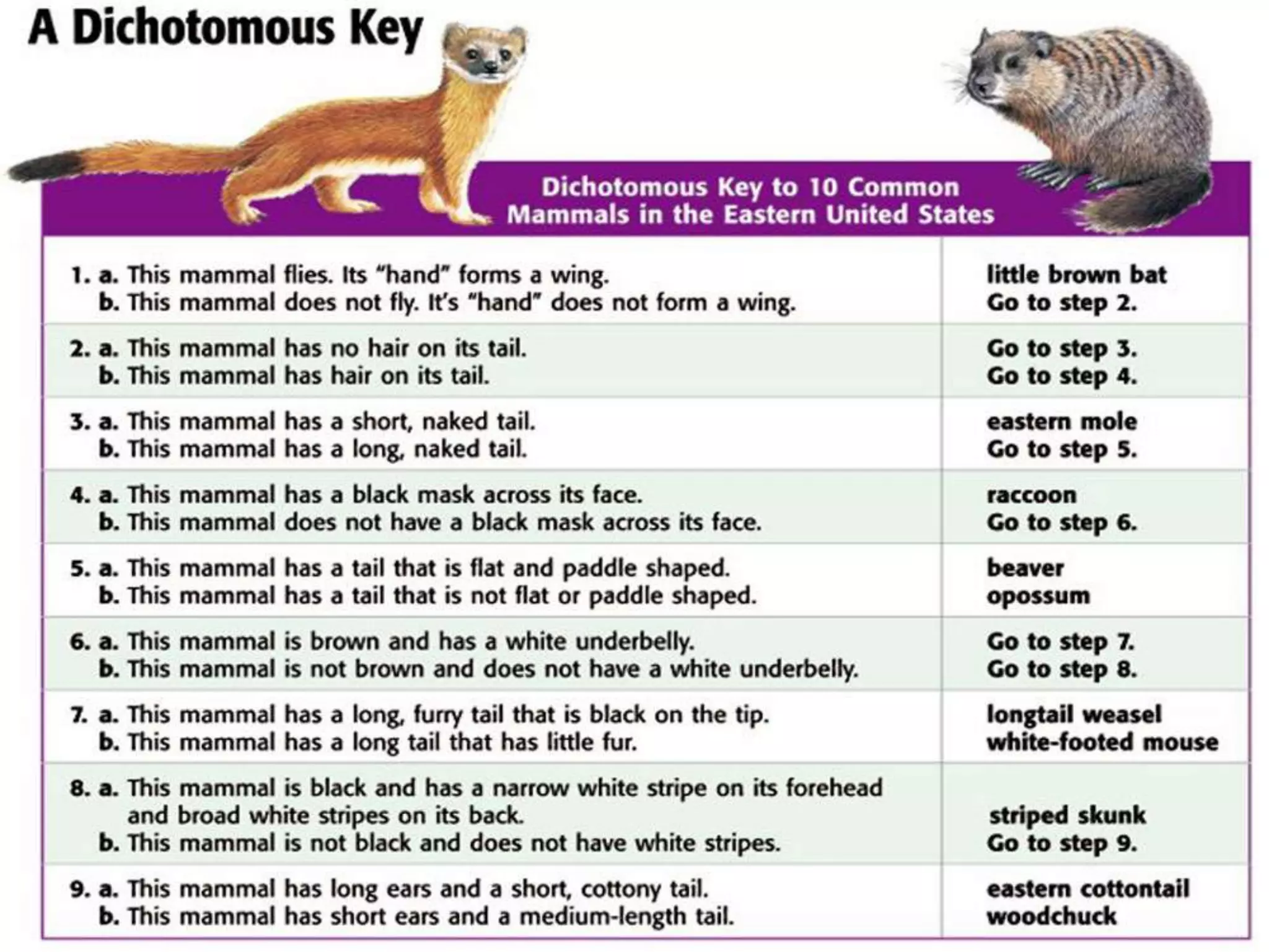 Biologists Use Seven Levels Of Classification | PPTX