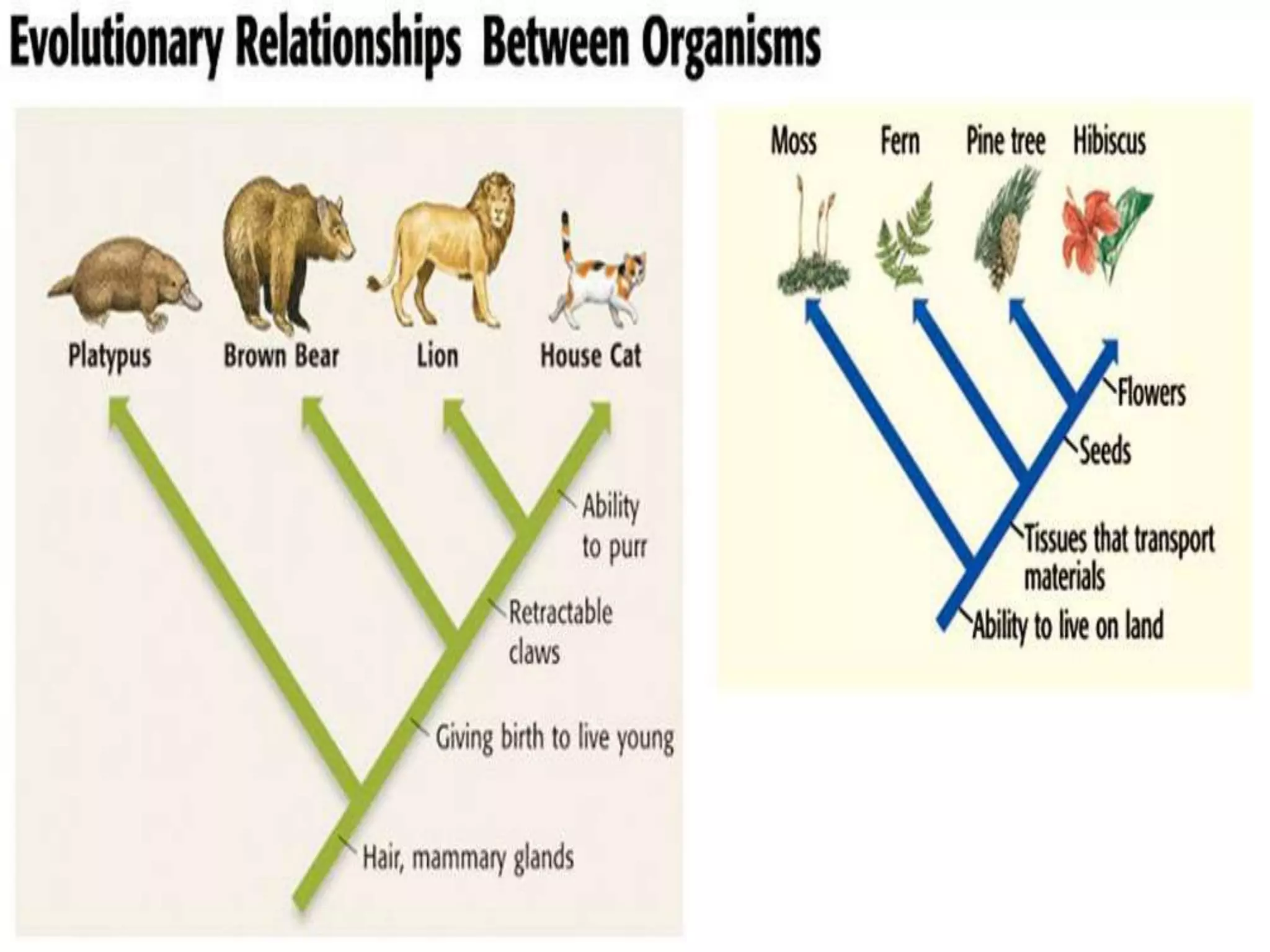 Biologists Use Seven Levels Of Classification | PPTX