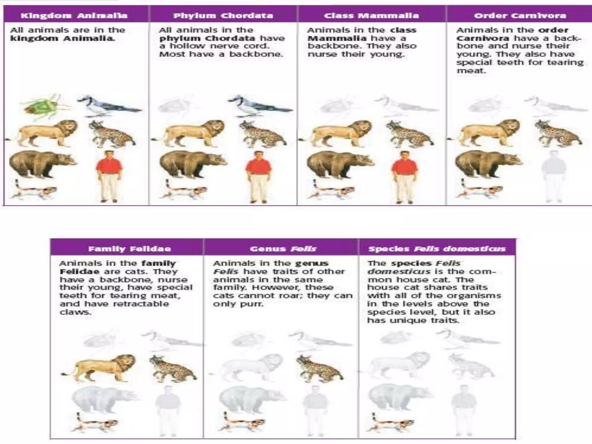 Biologists Use Seven Levels Of Classification | PPTX