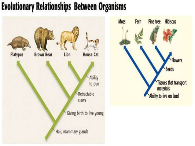 Biologists Use Seven Levels Of Classification | PPTX | Biological ...
